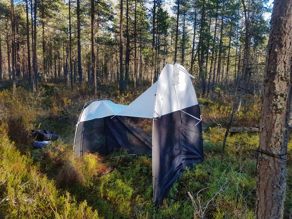 DNA sequencing gives fresh knowledge about insects | Knut and Alice ...