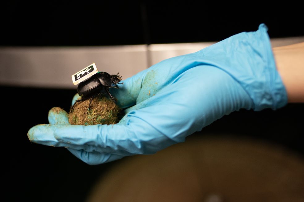 Dyngbaggens exakta navigation intressant för framtidens robotar | Knut ...