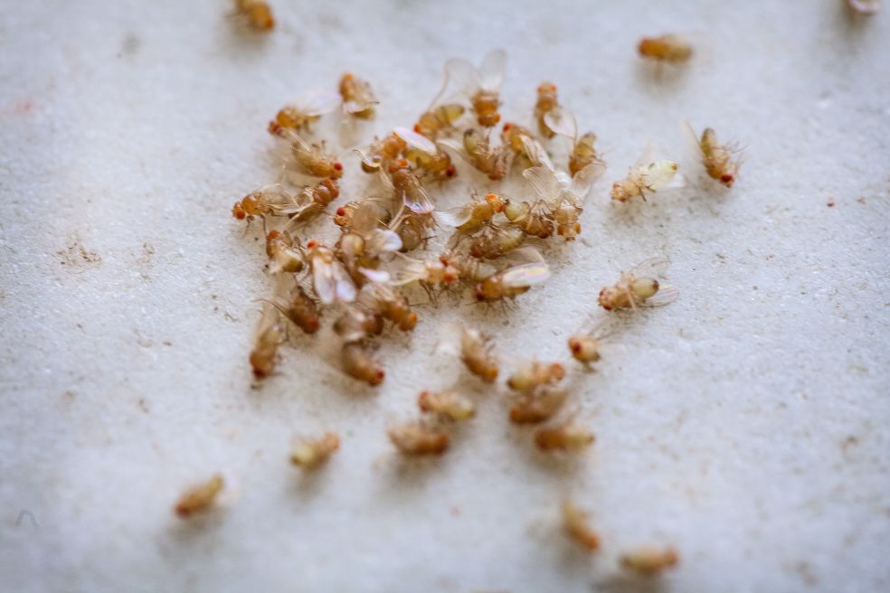 Dads eating sugar makes their kids fat – fruit flies helping to solve ...