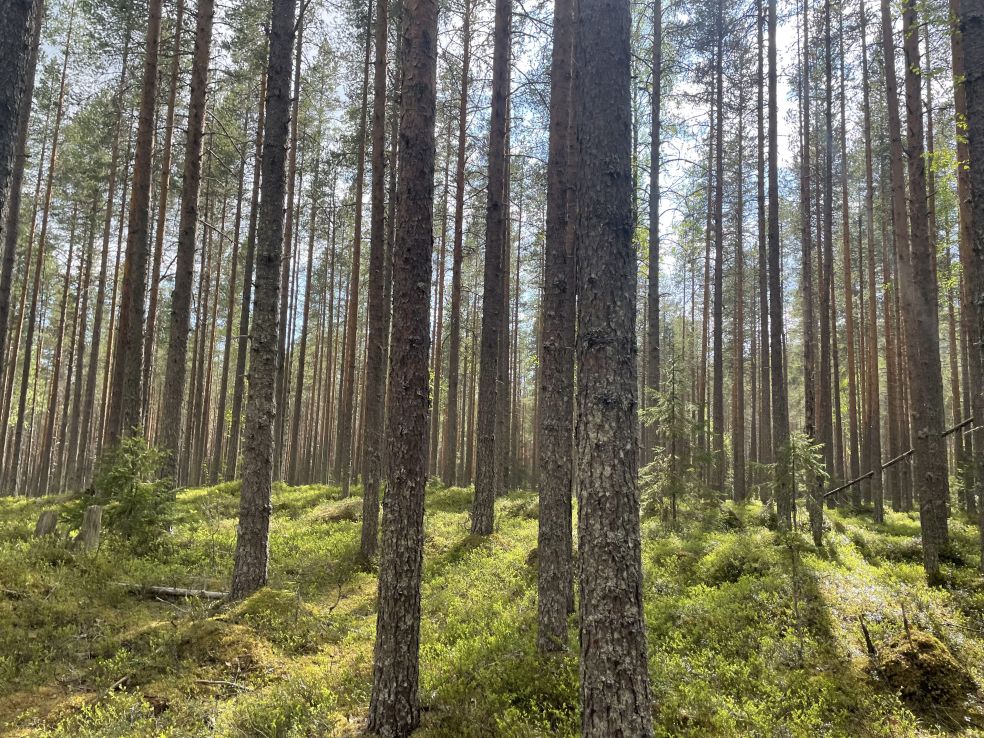 Framtidens brukande och bevarande av svensk skog | Knut och Alice ...