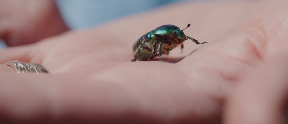 He maps insects in Sweden and Madagascar to see environmental changes ...
