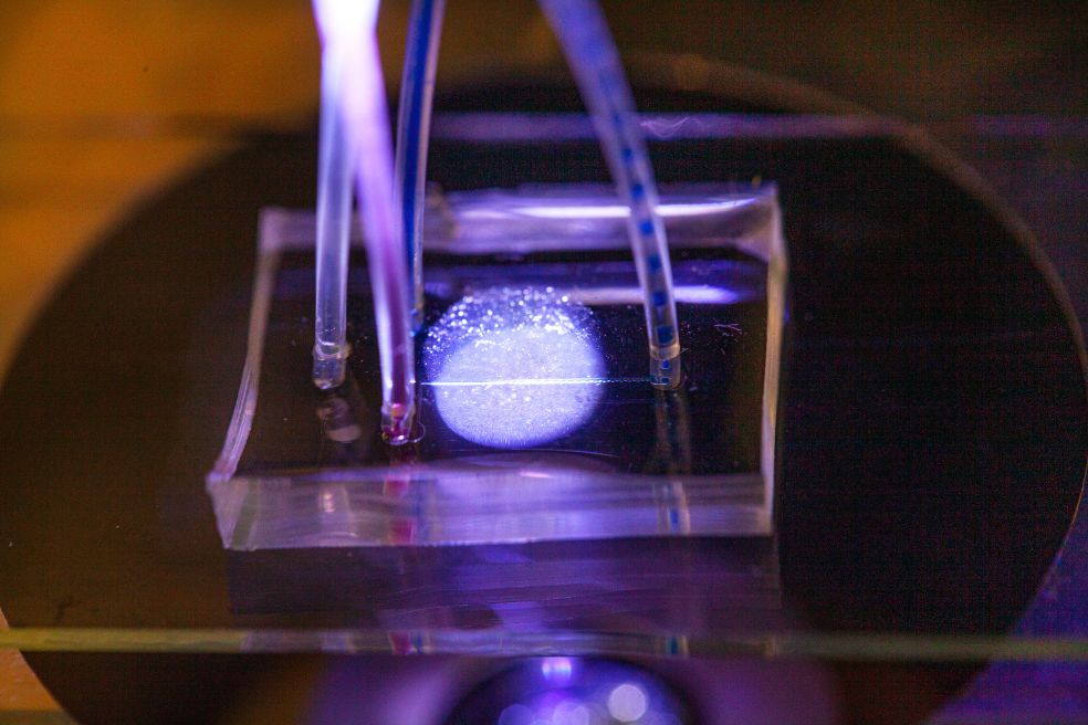 Research projects 2024 | Knut and Alice Wallenberg Foundation