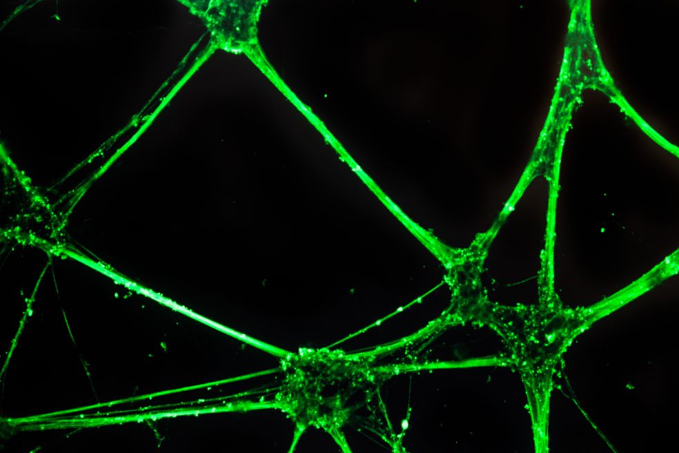 Wallenberg Foundations grants 2022 – SEK 2.6 billion | Knut and Alice ...