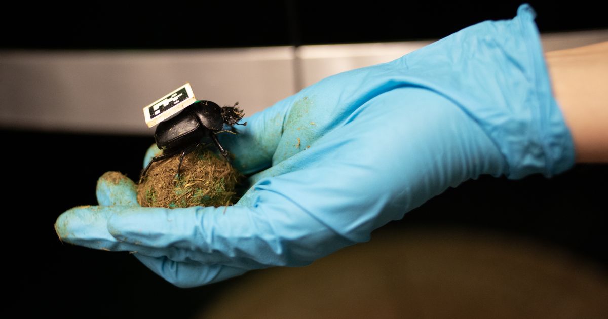 Dyngbaggens exakta navigation intressant för framtidens robotar | Knut ...