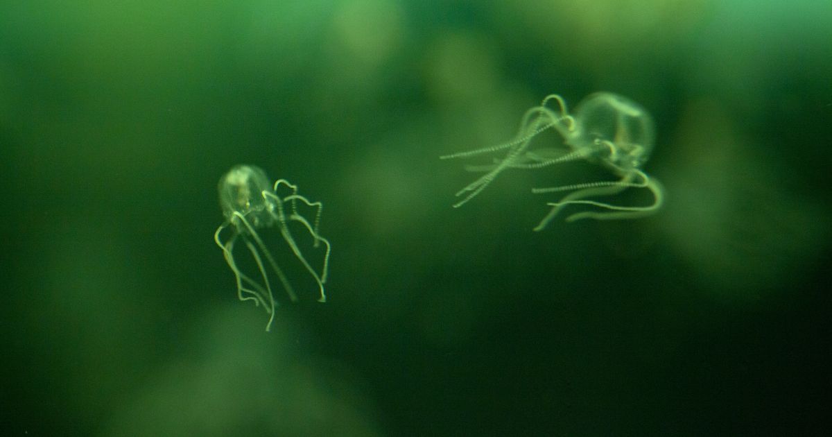 Animal eyes inspire new camera technology | Knut and Alice Wallenberg ...