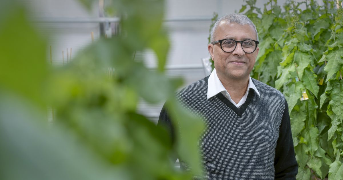 The first buds of spring – one of nature’s great mysteries | Knut and ...