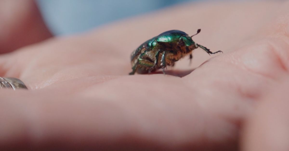 He maps insects in Sweden and Madagascar to see environmental changes ...