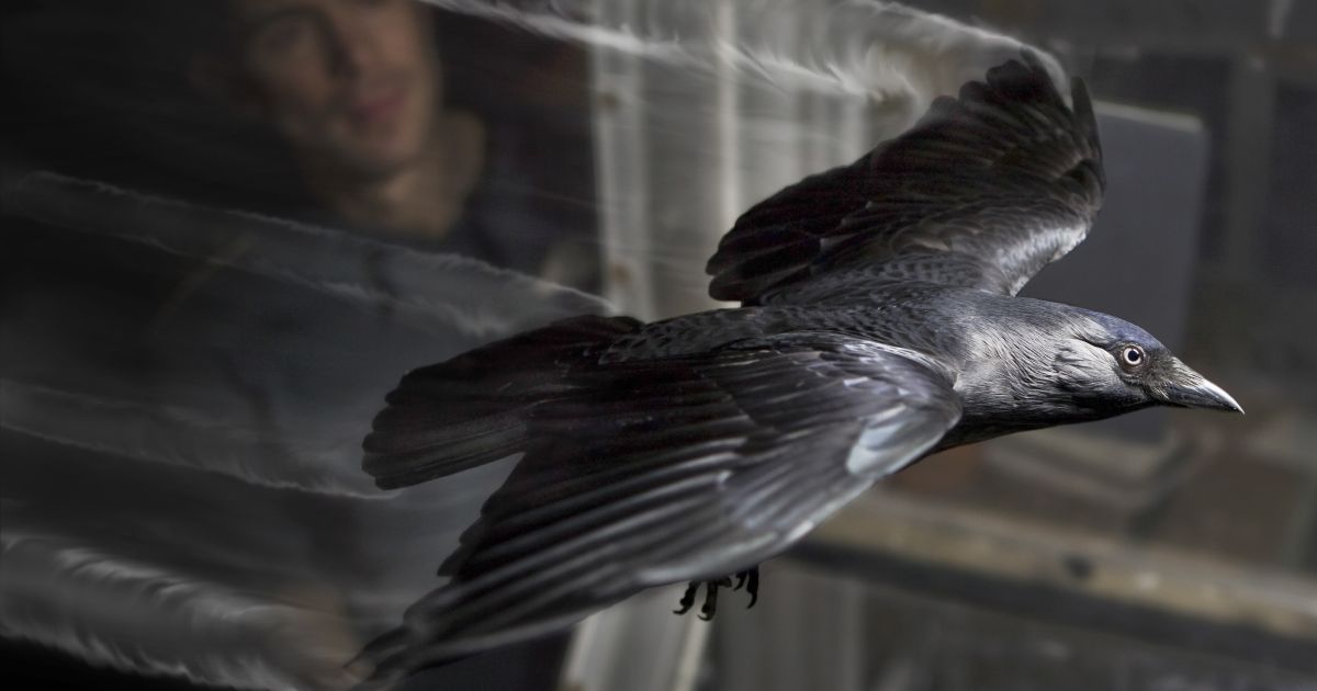 Holistic approach to bird migration | Knut and Alice Wallenberg Foundation